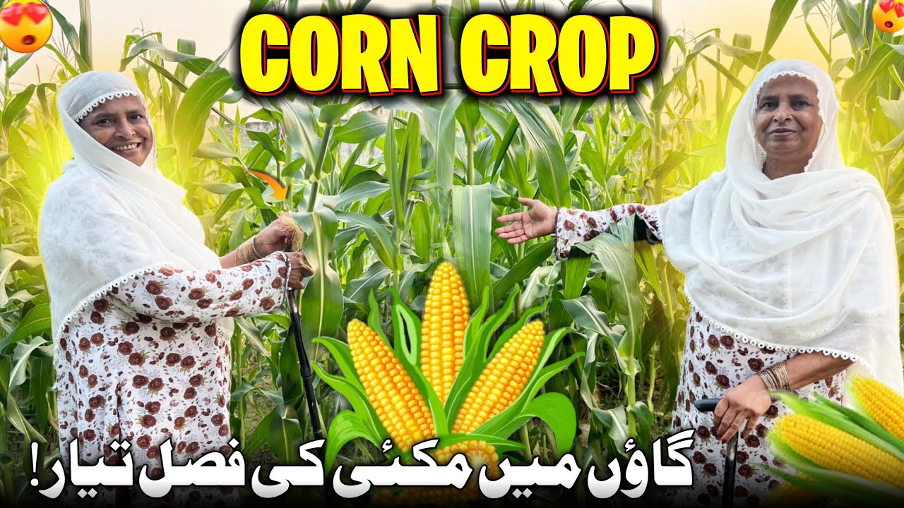 Ami Jan Explore Corn Crop in Village 🌽😍 Makai Tayar Ho Gai || Humare ...