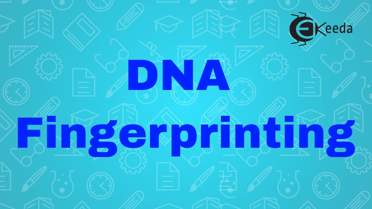 What Is DNA Fingerprinting - Genetic Engineering and Genomics - Biology ...