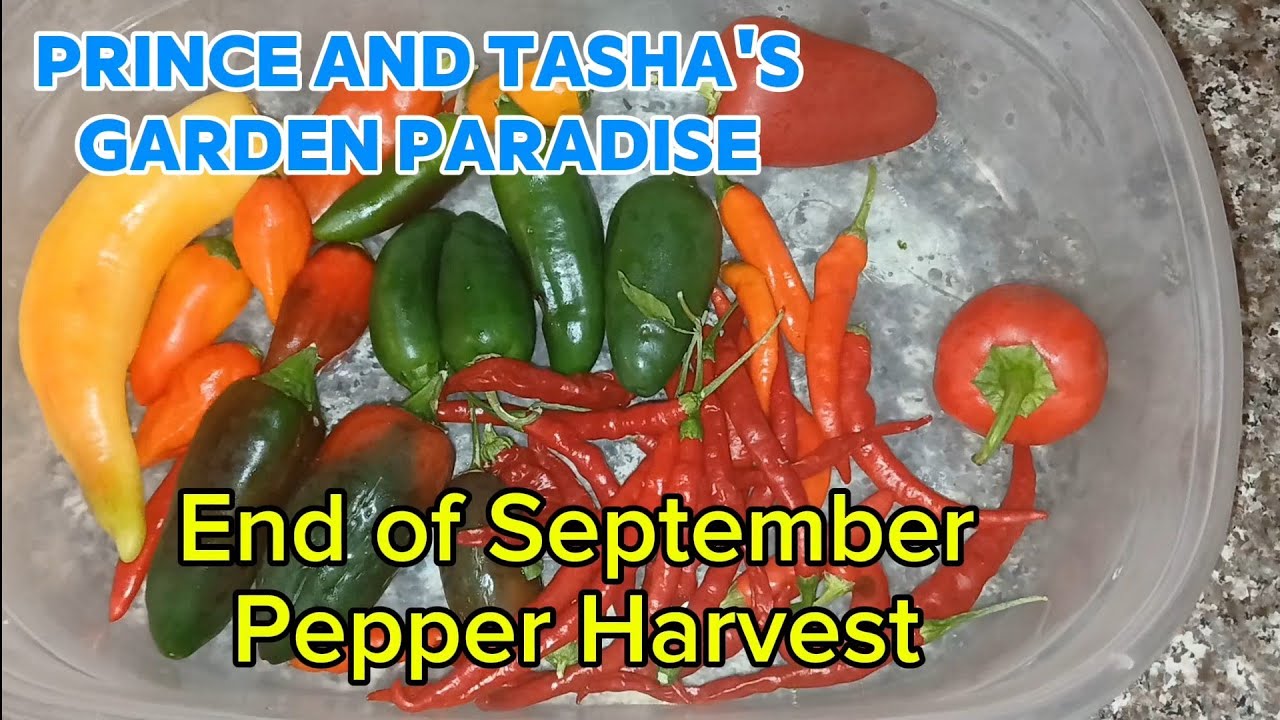 End of September Pepper Harvest - YouTube