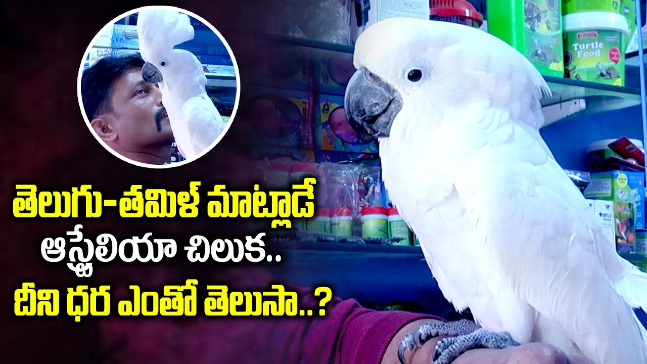 Must Watch: Corella Cockatoo Parrot Information || Corella Cockatoo ...