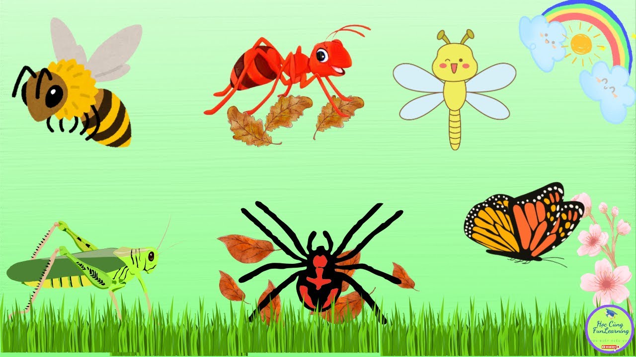 Insects - Bé học các loại côn trùng con Ong, con Bướm bằng Tiếng Anh ...