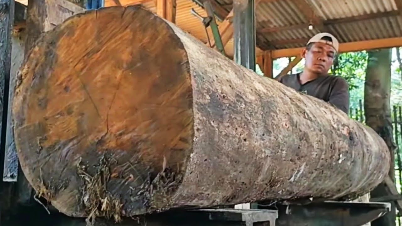 unexpected discovery of world's strongest tree trunk tens of millions ...