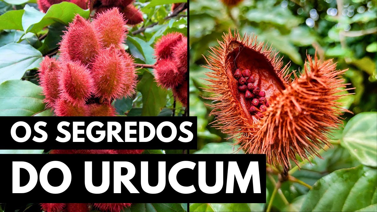 URUCUM: UMA PLANTA COM MIL BENEFÍCIOS - YouTube