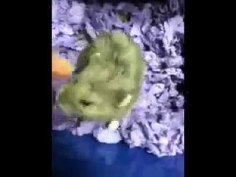 Hamster Karate Kick! - YouTube