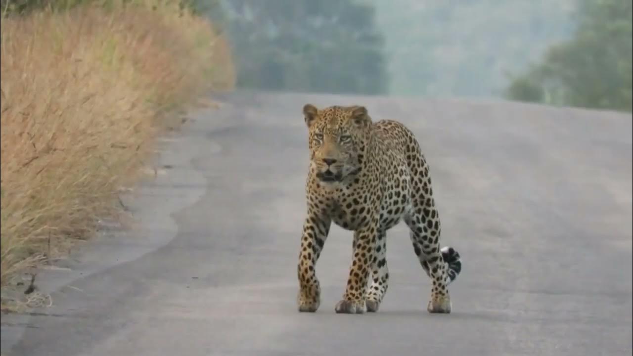 Leopard detection AI model - YouTube