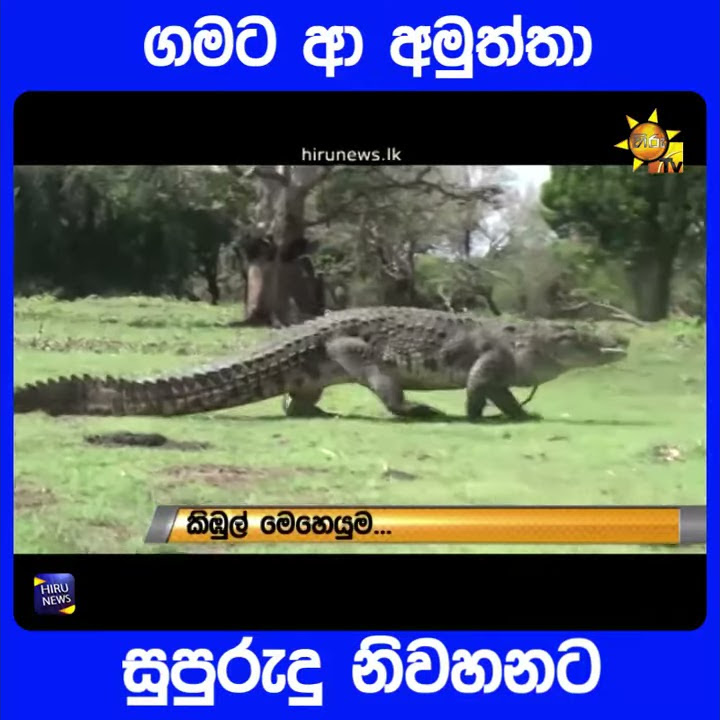 ගමට ආ අමුත්තා සුපුරුදු නිවහනට Hiru News Youtube