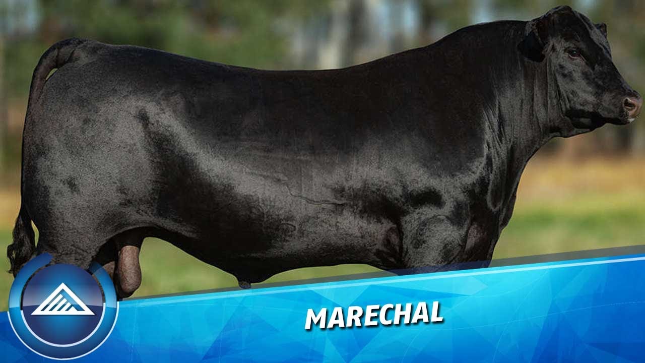 Marechal - YouTube