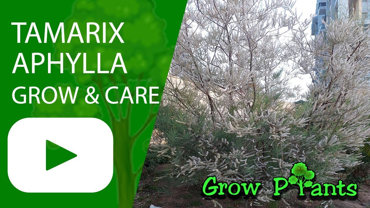 Tamarix aphylla - grow and care - YouTube