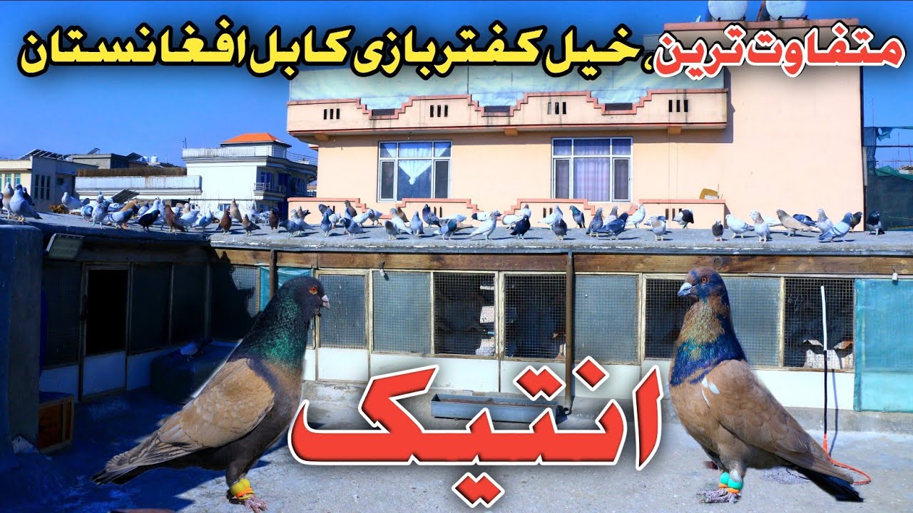 کفتریکه ده هزار افغانی خریدار دارد/انتیک/خیل عالی و بی‌نظیر پریشی ...