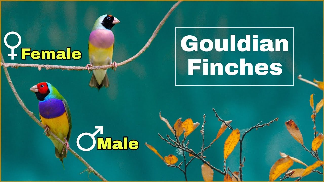 Difference Between Male And Female Gouldian Finches Gender Identification Of Lady Gouldian