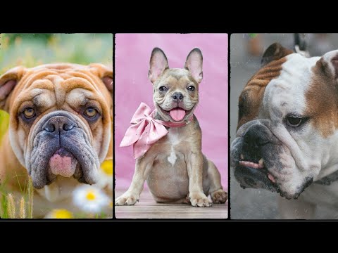 These Are the Top 10 Bulldog Breeds to Know [Research]