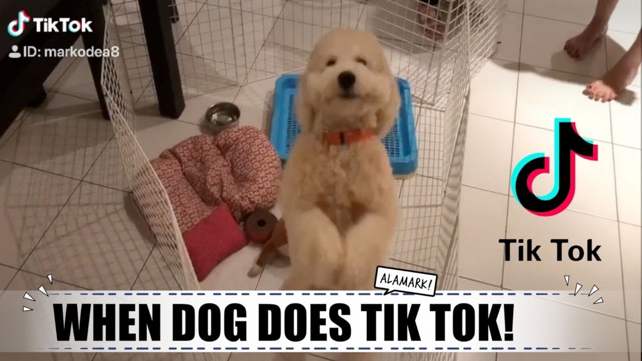 FUNNNY TIK TOK DOG VIDEOS!! - YouTube