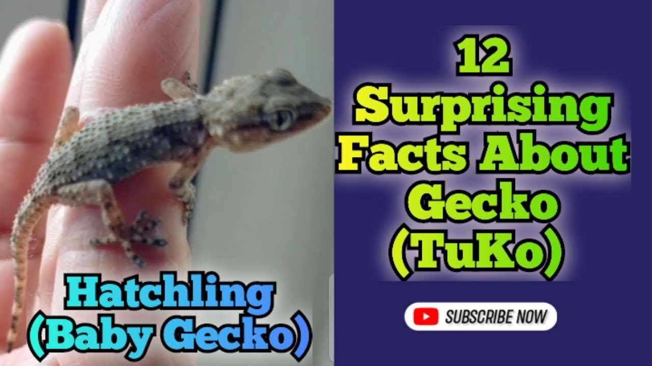 12 Surprising Facts About Gecko (TuKo) / Hatchling (Baby Gecko) - YouTube