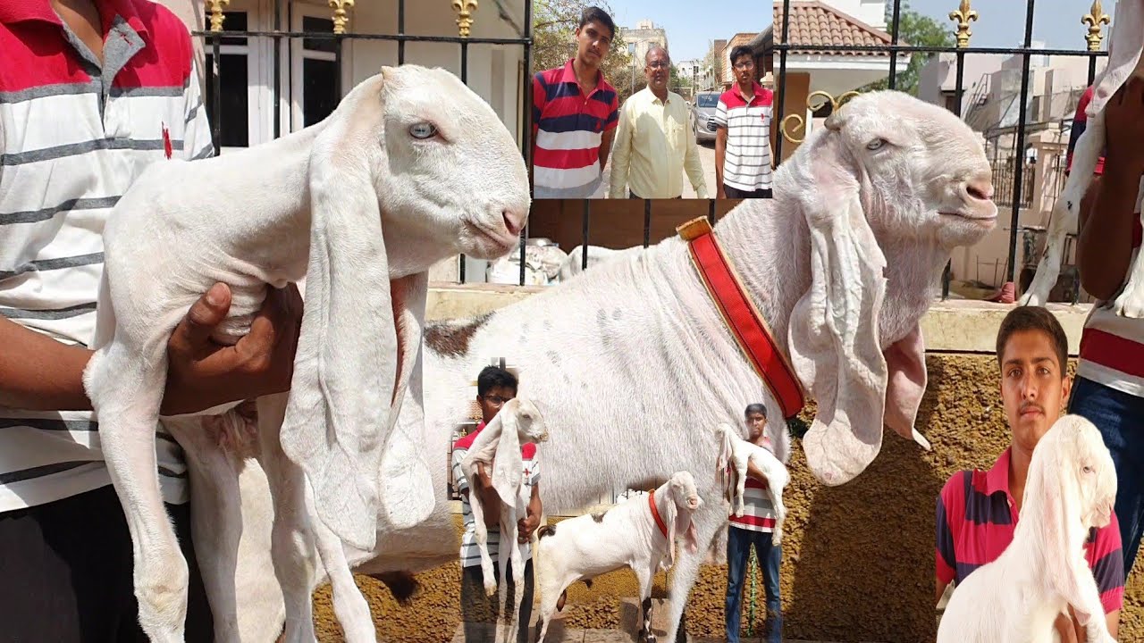 The Future Of Hyderabadi Goats Breeding Setup | Best Breeders Top ...