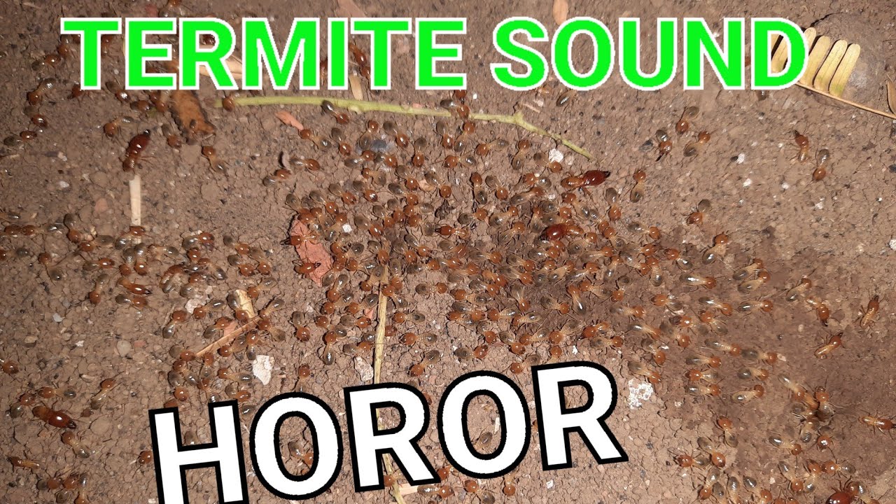 scary termite sound 3 September 2024 - YouTube