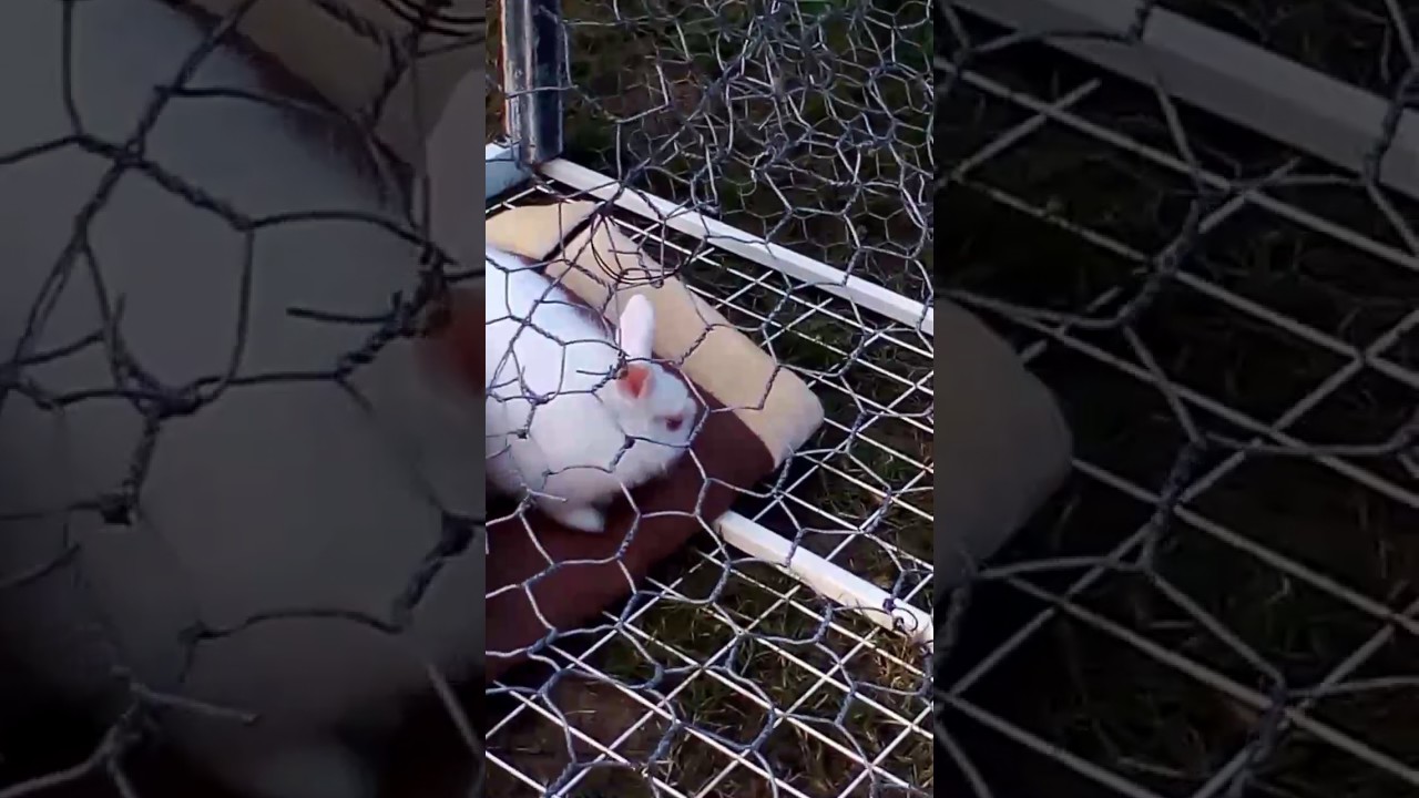 The rabbit died - YouTube