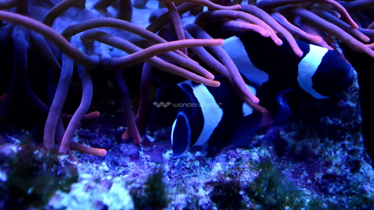 Black and White Clownfish Spawning - YouTube
