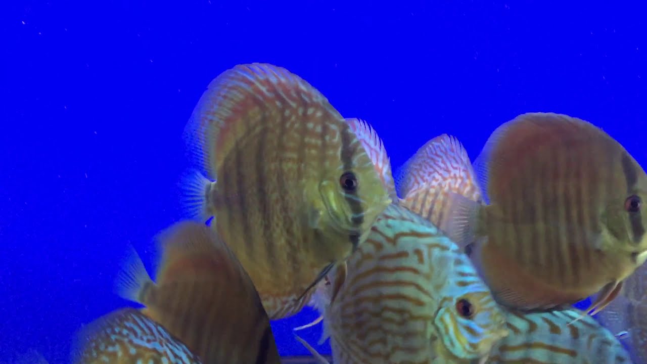 discus piwowarski - YouTube