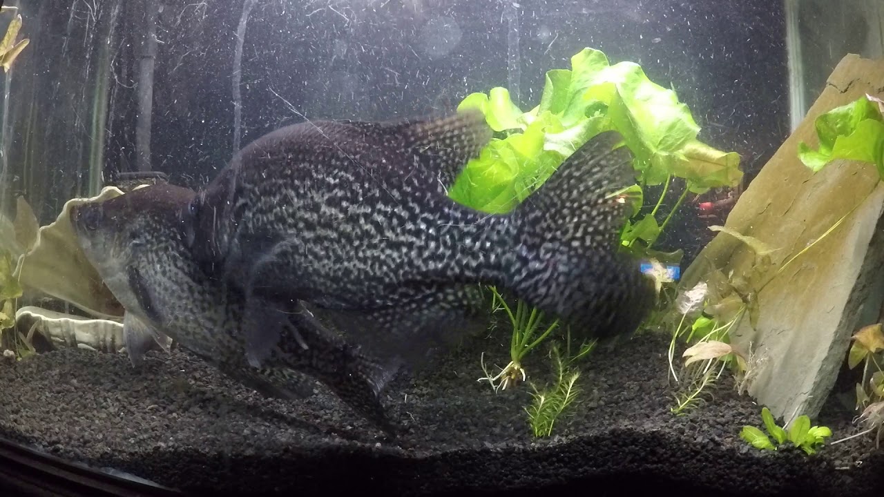 Crappie Spawning In a fishtank - YouTube