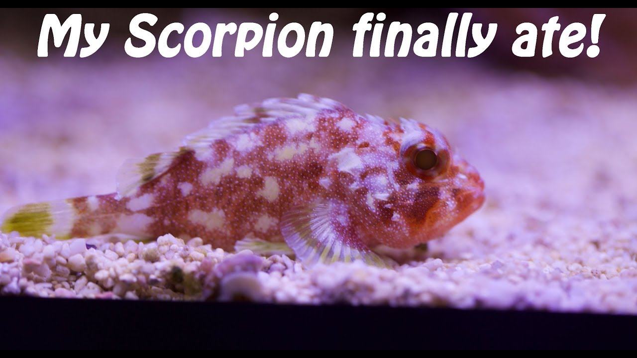 Scorpion fish eats on camera! - YouTube