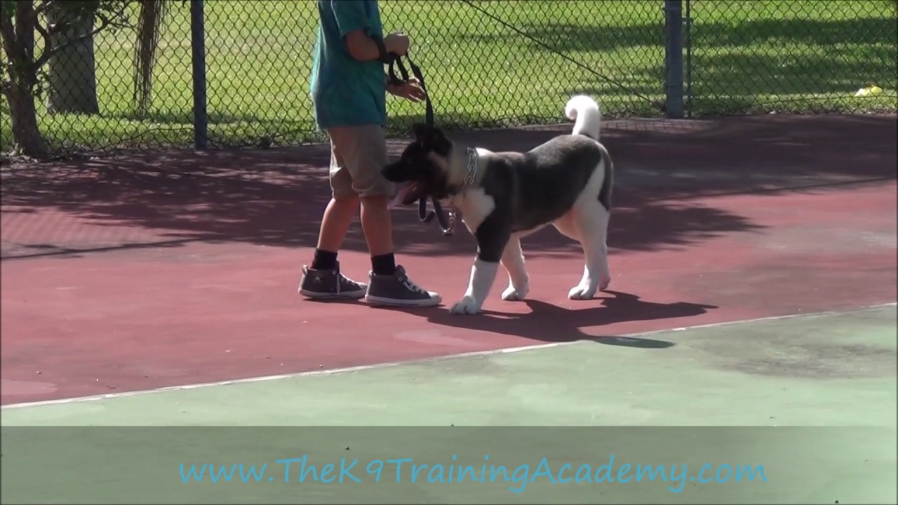 Basic Obedience - Akita - Kai- The K9 Training Academy - YouTube