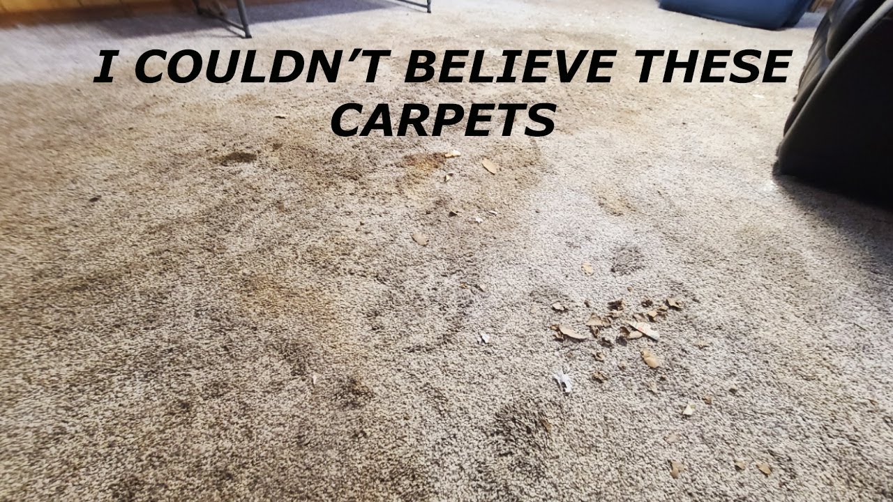 What to do when your carpets are destroyed - YouTube