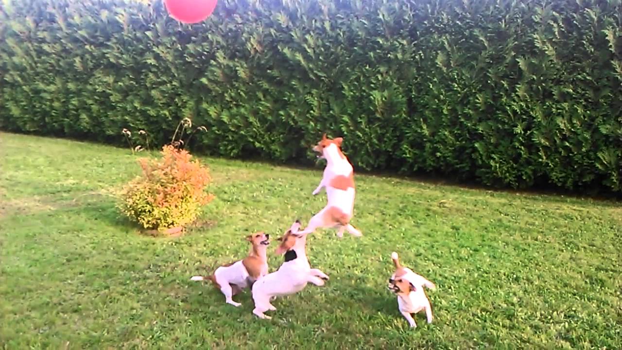 Jack Russell Terrorist - YouTube