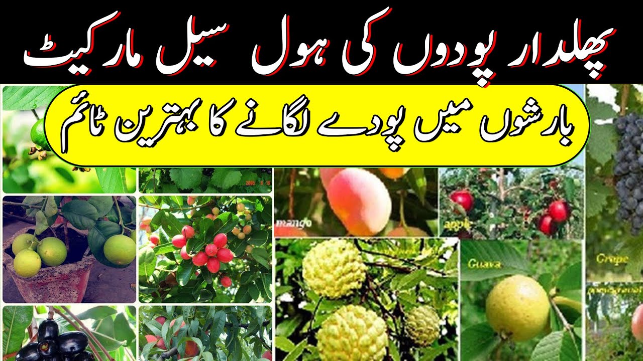 Plants wholesale market pattoki | pattoki plants | plants online # ...