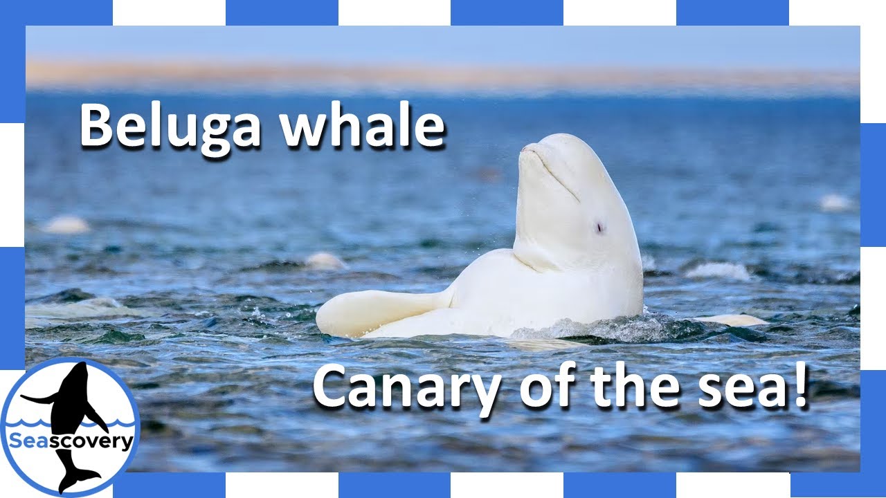 Why Beluga Whales are called Canaries of the Sea (Delphinapterus Leucas ...