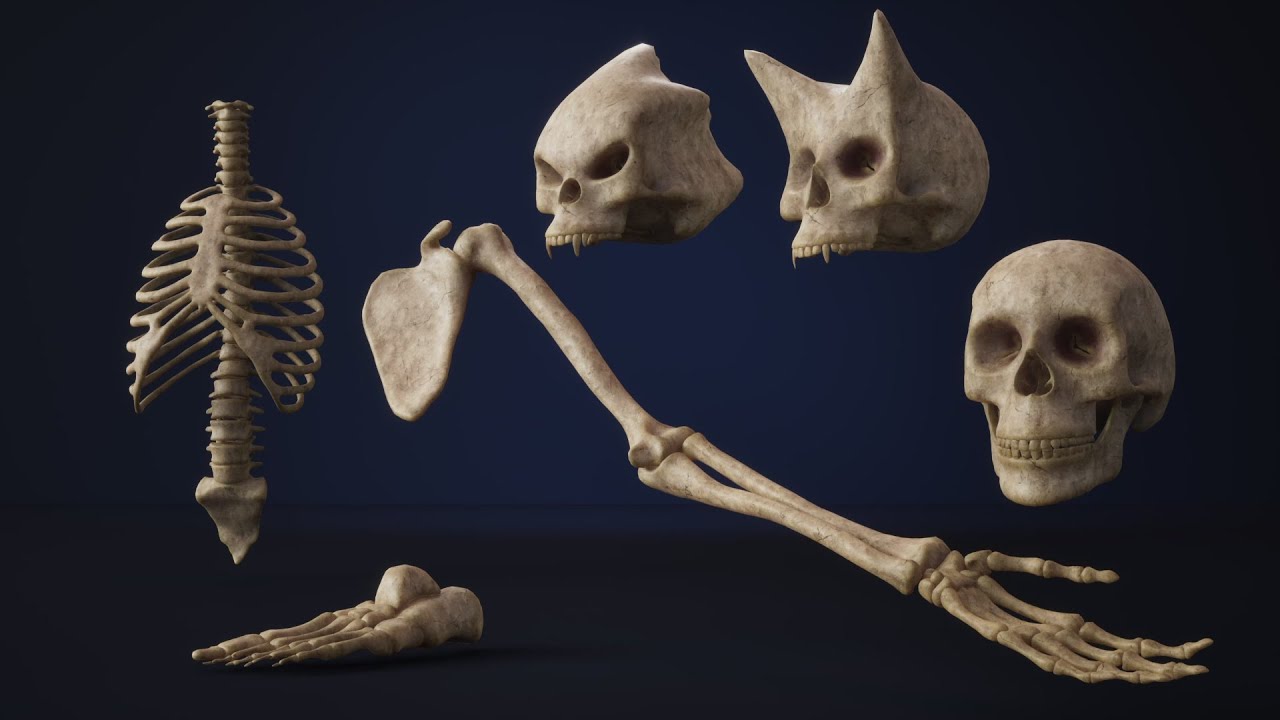 Human Bone Set: 220 pcs. static mesh for #ue4 and #ue5. comes with ...