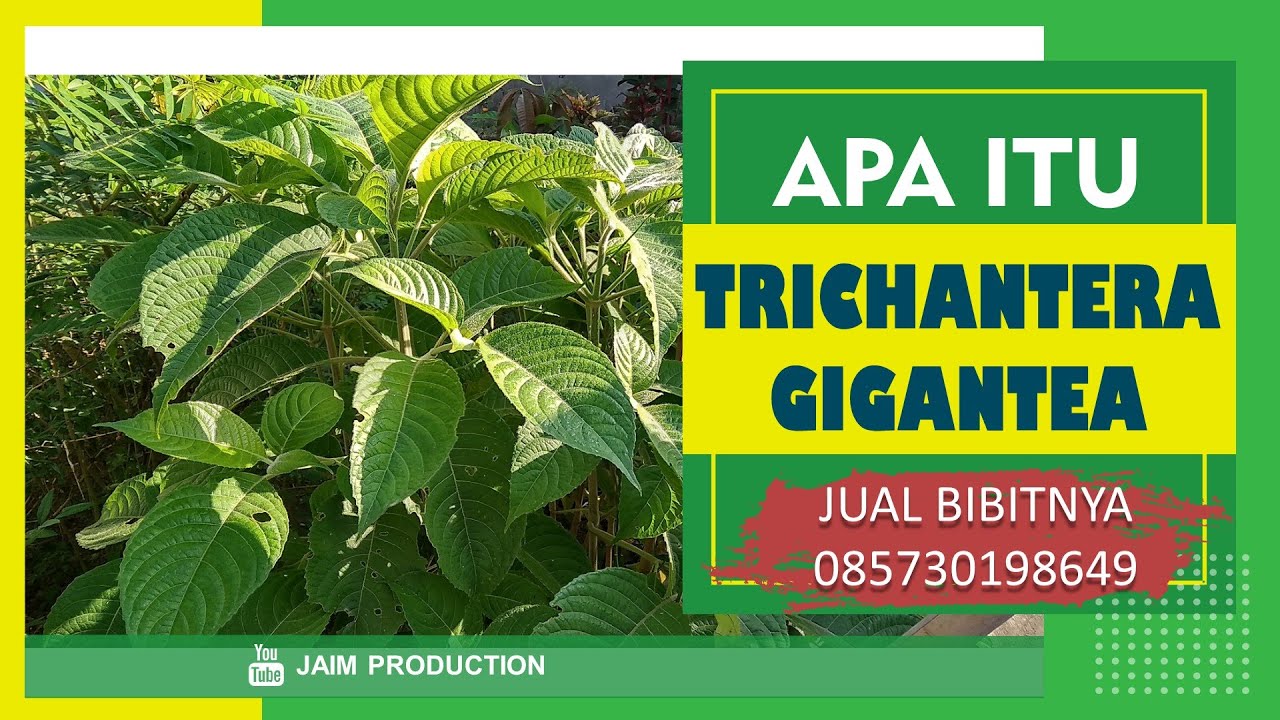 APA ITU TRICHANTERA GIGANTEA - JUAL BIBIT TRICHANTERA GIGANTEA - 085 ...