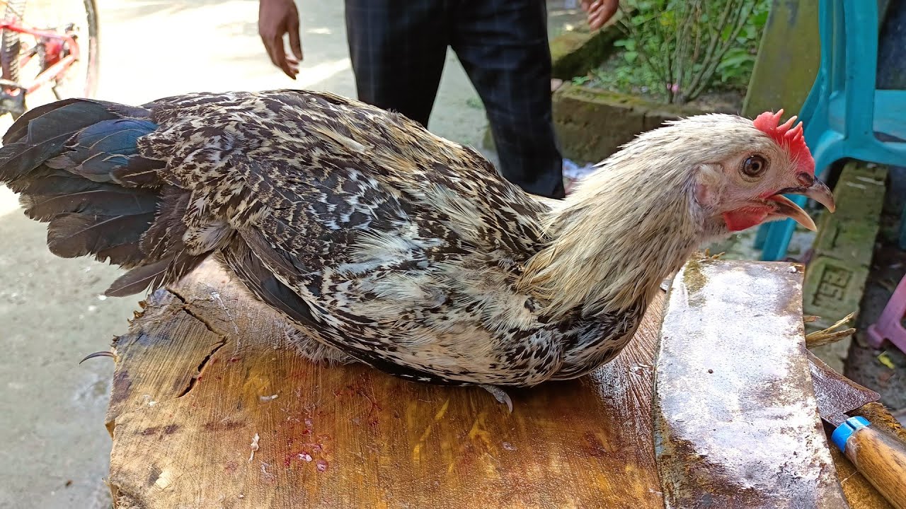 Chicken Cutting Skill - Hen Cutting - Chicken Butchering - YouTube
