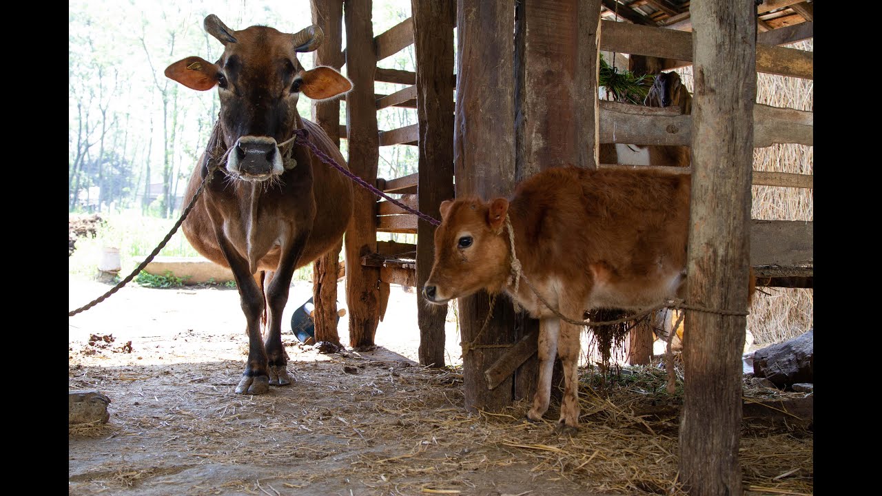 Making balanced feed for dairy cows - YouTube