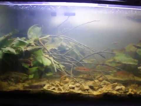 Belulok Waterfall stream of Labi, Brunei Darussalam, 96 L - YouTube