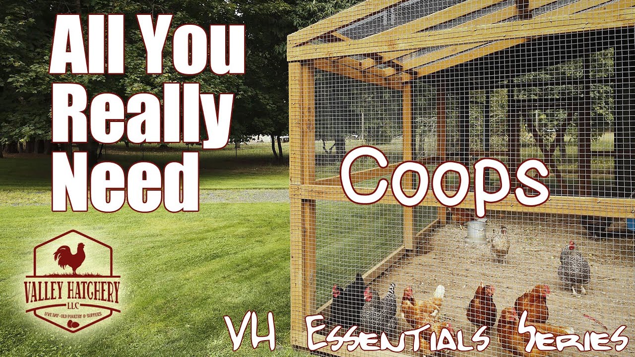 Essential Coop Tips - YouTube