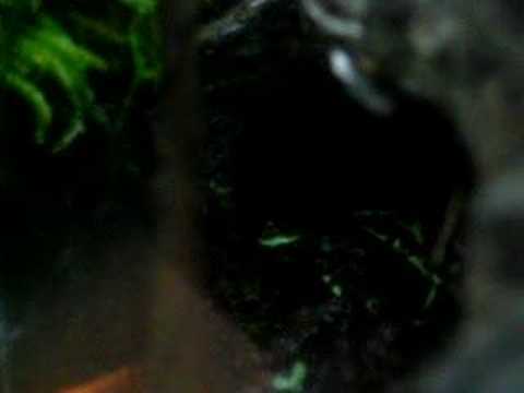 Dendrobates auratus Reticulated calling - YouTube