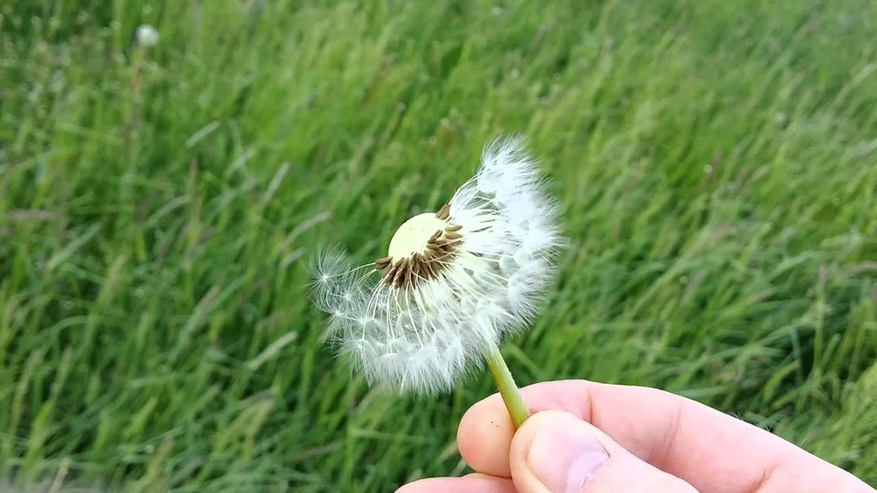blowing on a dandelion (slow motion) - YouTube