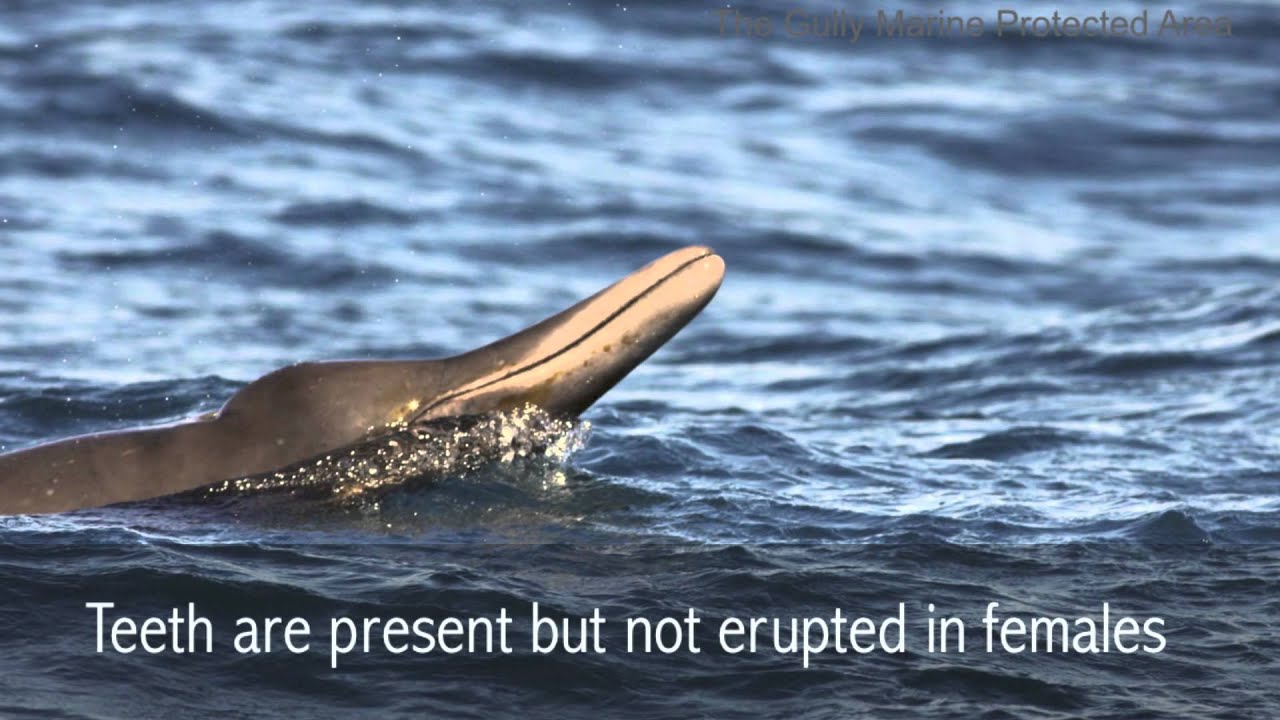 The Gully Marine Protected Area: A Diversity of Life and a Sanctuary ...