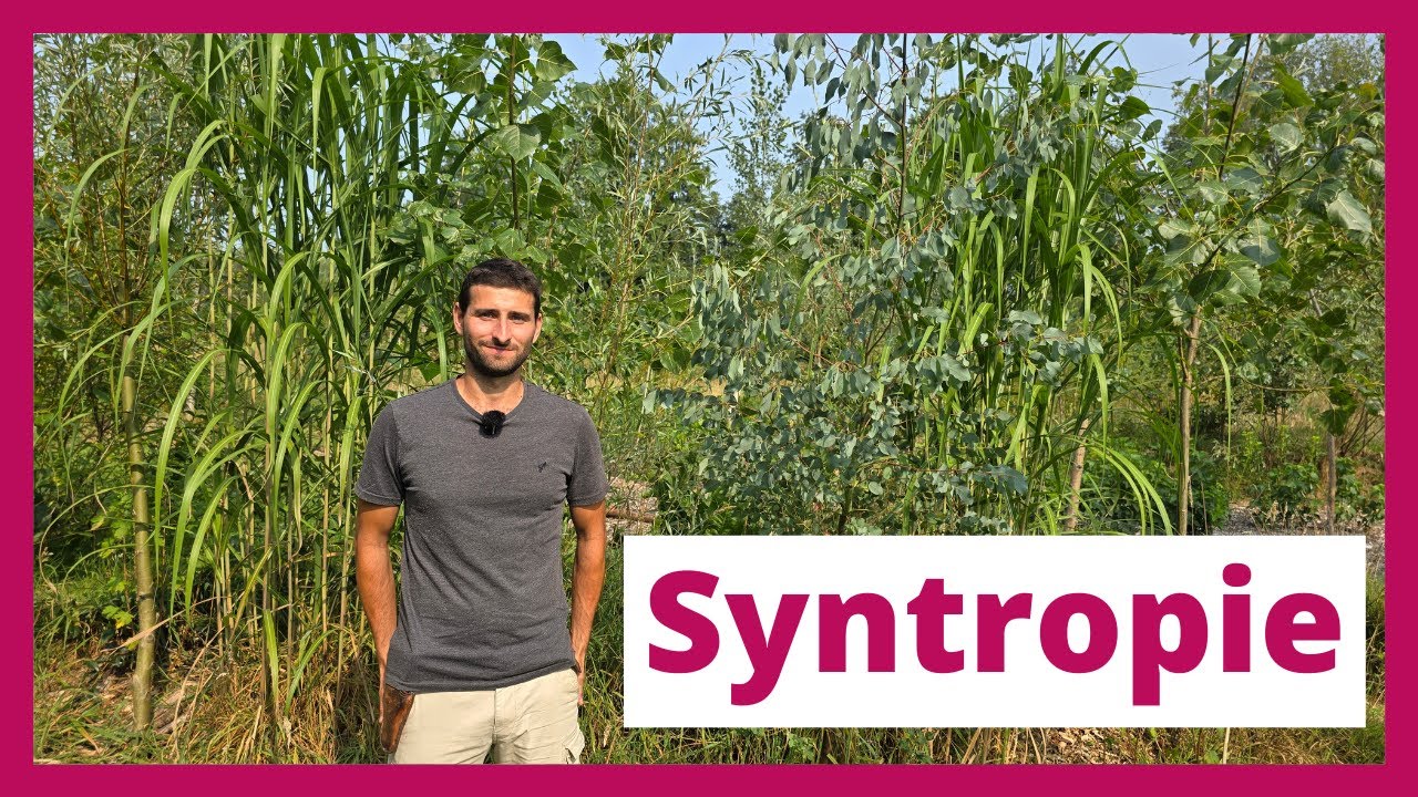 Vloet Permafruit : Syntropie, pépinière et fruits à coque dans un ...