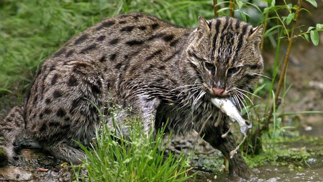 Fishing Cat (Prionailurus viverrinus): Unveiling the Aquatic Marvels of ...