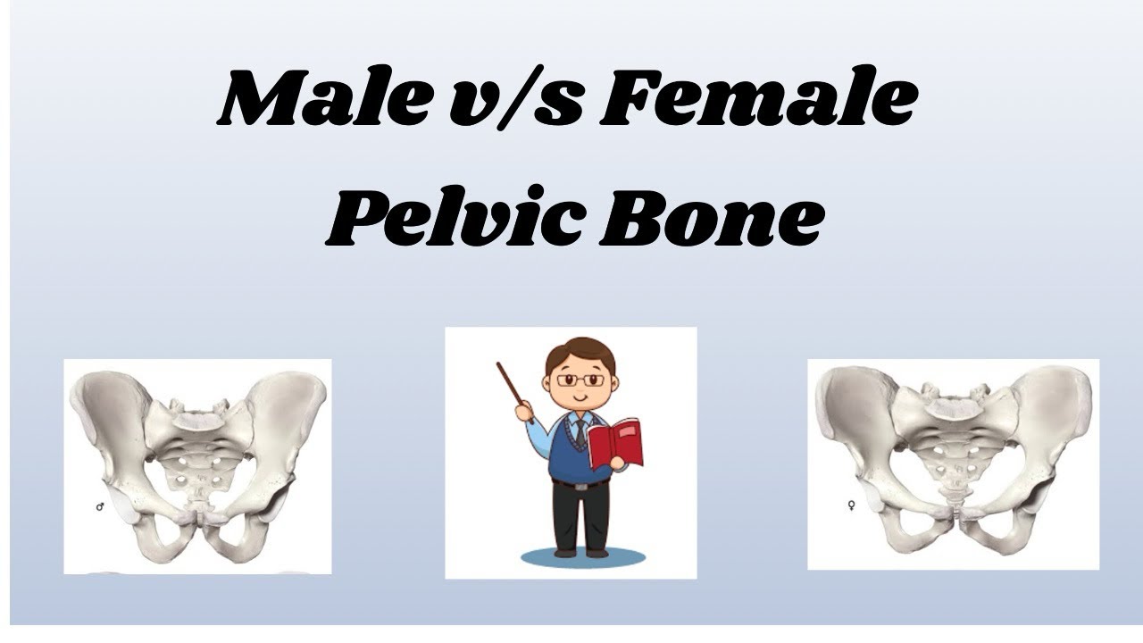 Differentiating features between Male and female pelvic bone , - YouTube