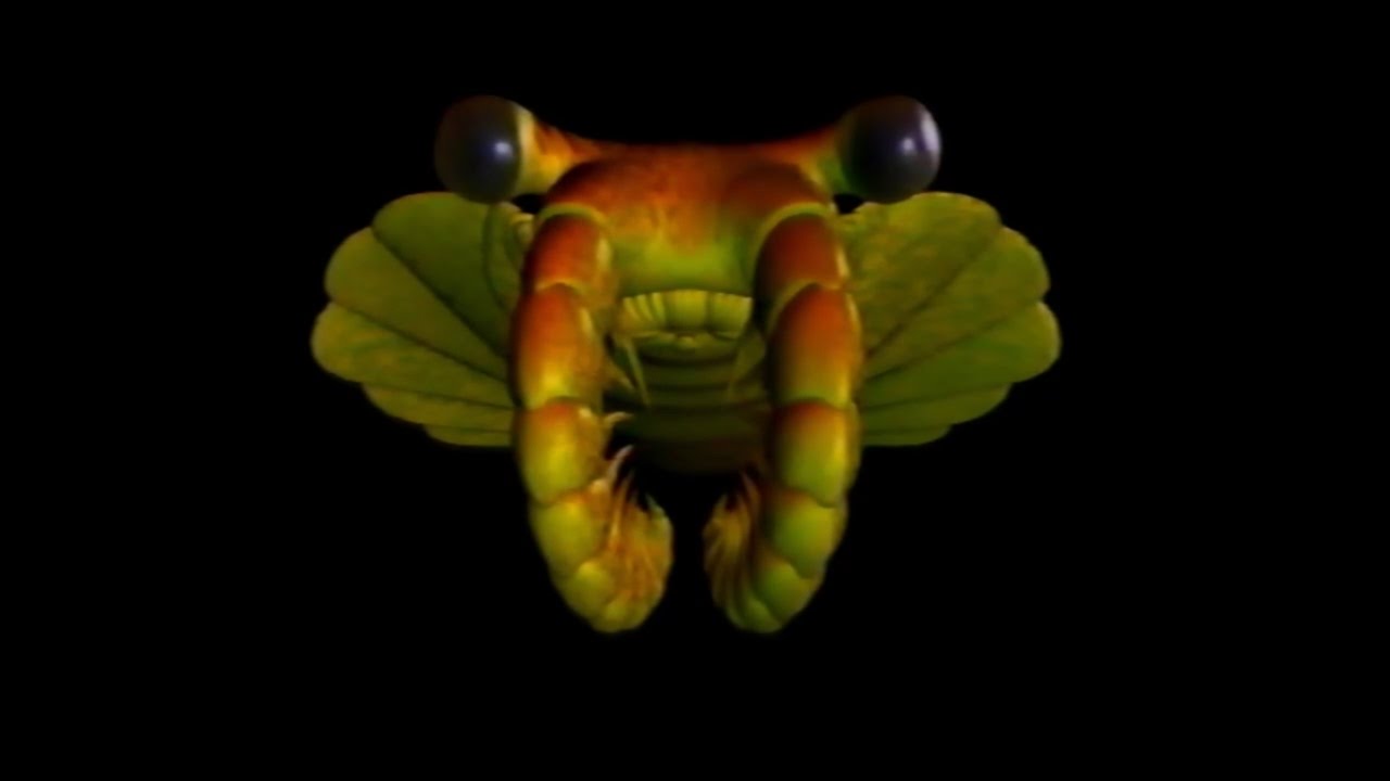 Anomalocaris: Earth's First Predator - YouTube