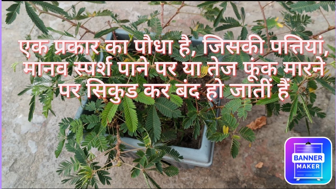 how to grow touch me not plant/ chui mui ka plant/ Mimosa pudica plant ...