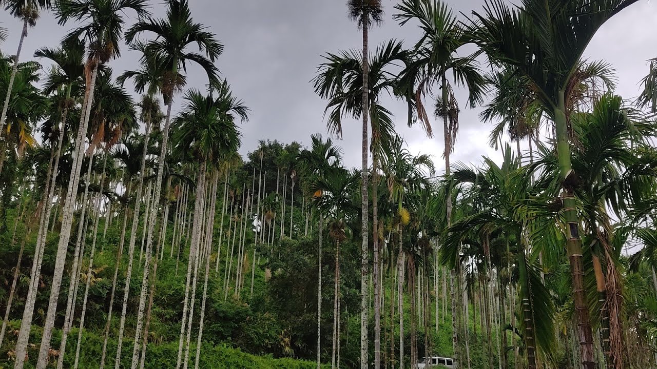 Kuhva huan fanna 2021 - YouTube