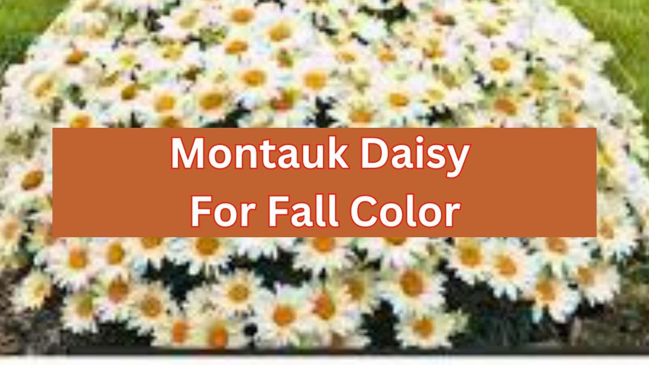 Montauk Nippon Daisy for Fall Color | When to Prune & Garden Experiment ...