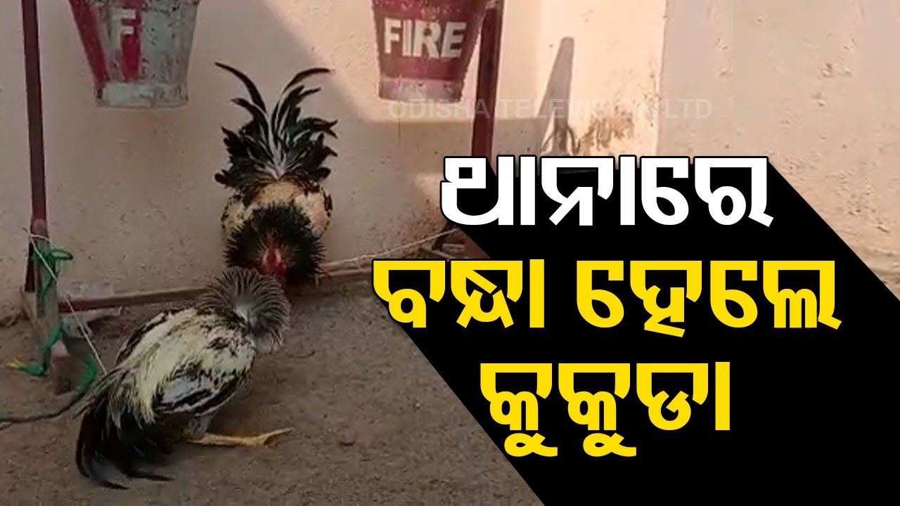 Malkangiri police detains two roosters for involving in rooster fight ...