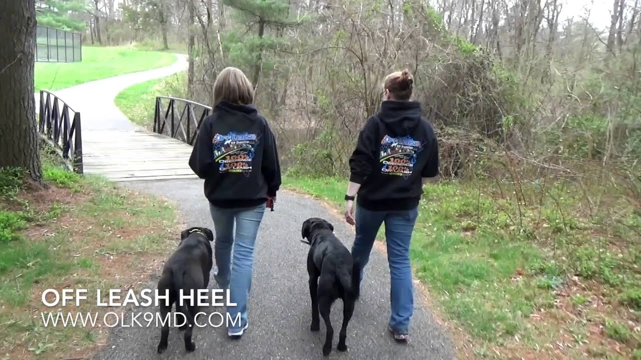 Lab Mix shows amazing obedience with Off Leash K9 Training, Maryland ...