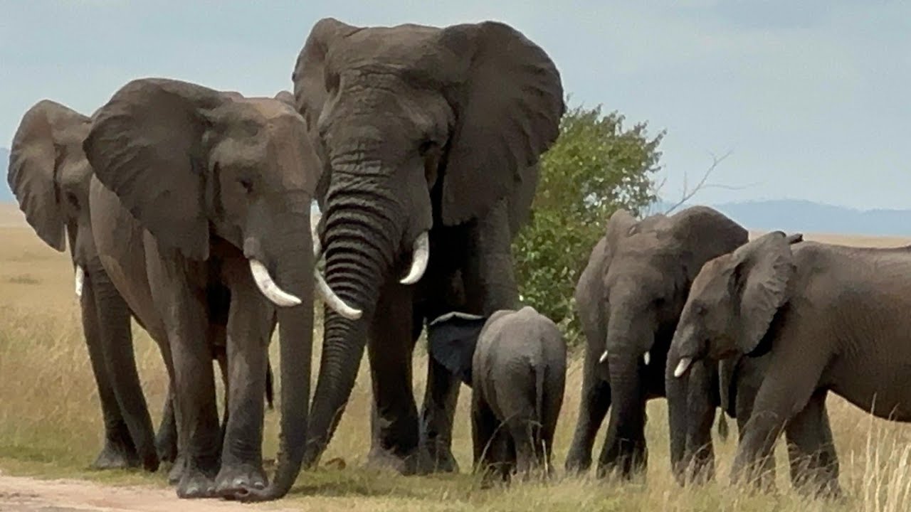 Majestic Elephants Of Maasai mara//Wild elephant in action - YouTube