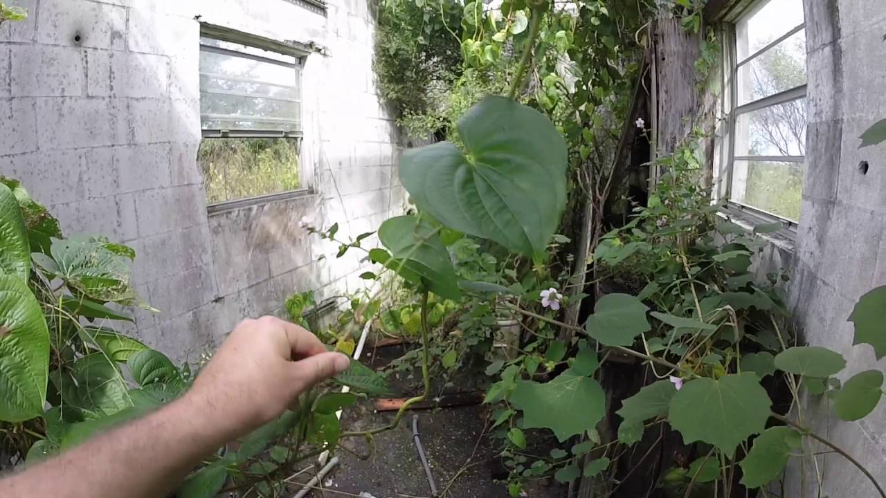 Abandoned Buildings at Hilochee WMA (Part Two) - YouTube