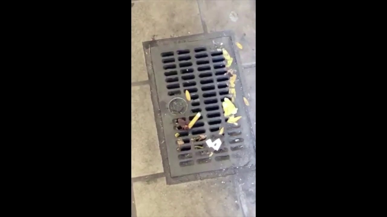 This cockroach 'smoking' a cigarette is the internet's latest obsession ...